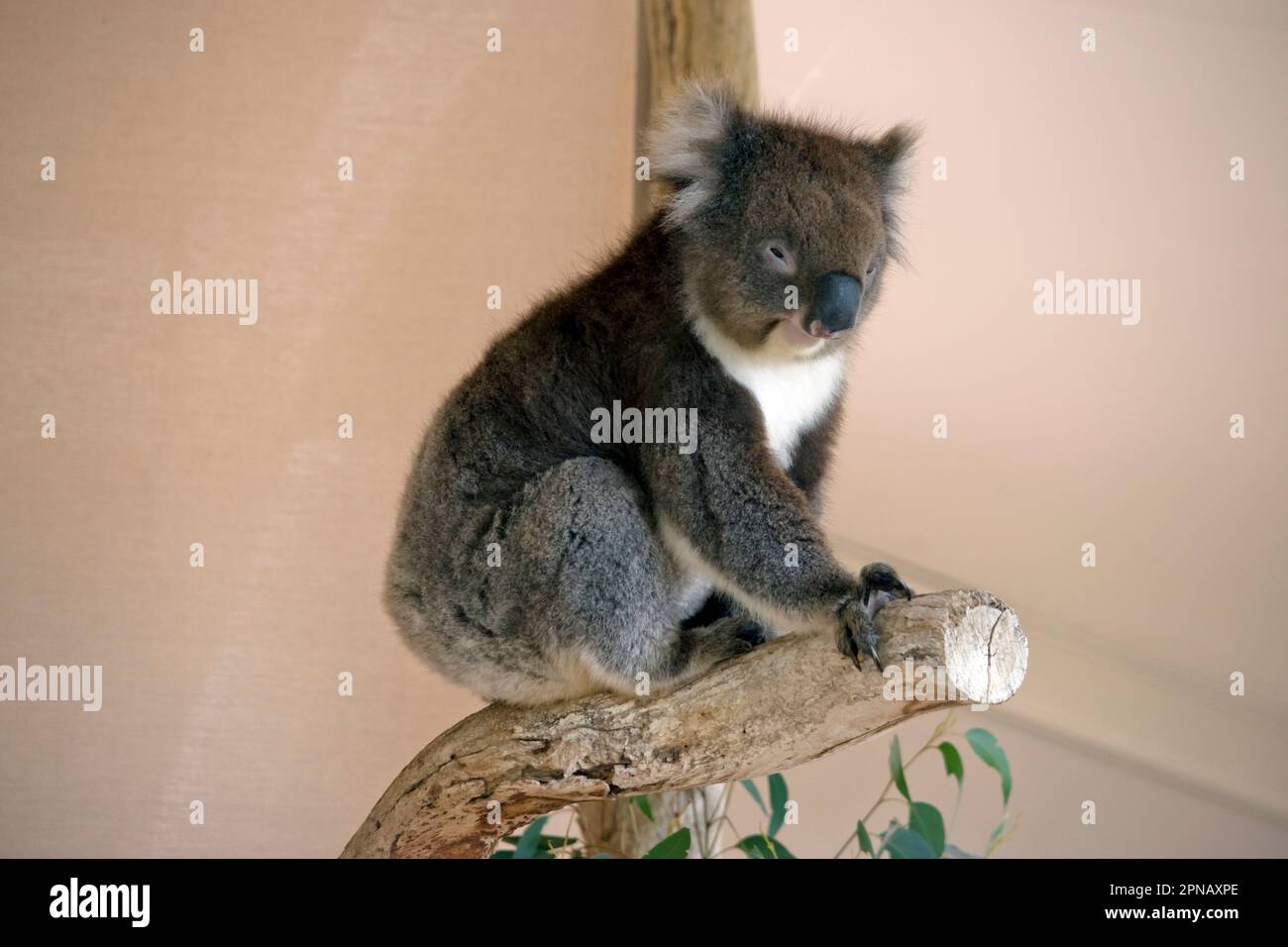 the Koala has large round head, big furry ears and big black nose ...