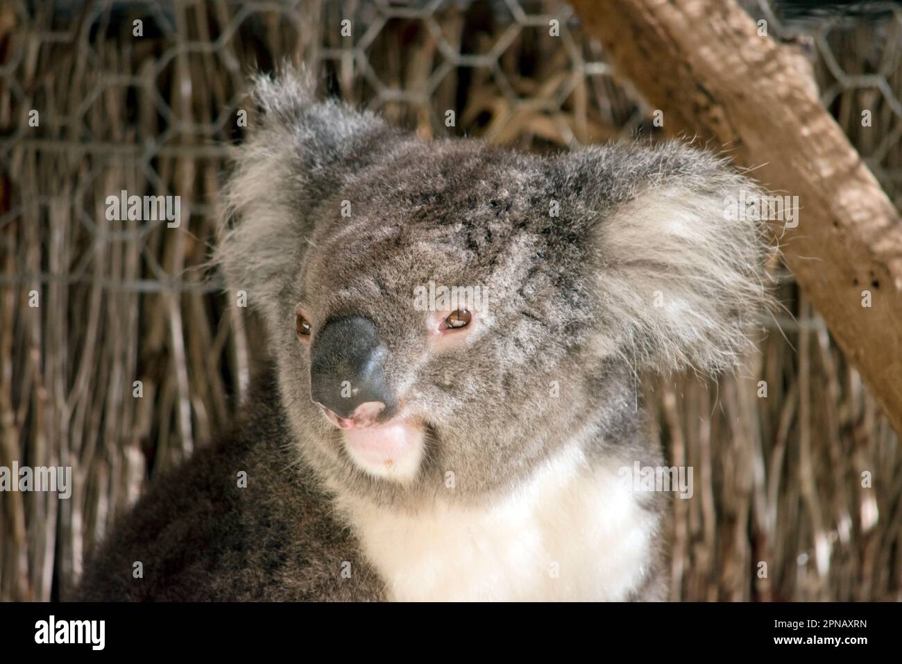 the Koala has a large round head, big furry ears and big black nose ...