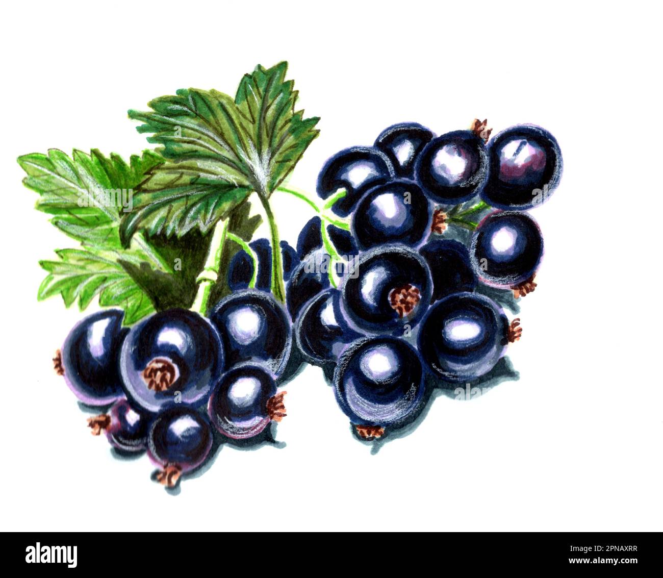 Drawing of black currant berries with leaves. JPEG botanical ...