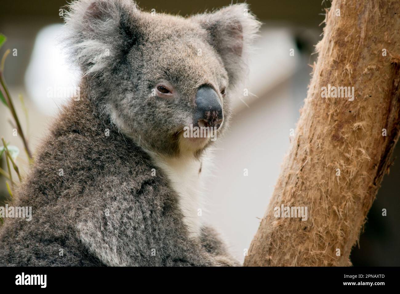 the koala has white fluffy ears, brown eyes and a large black nose ...