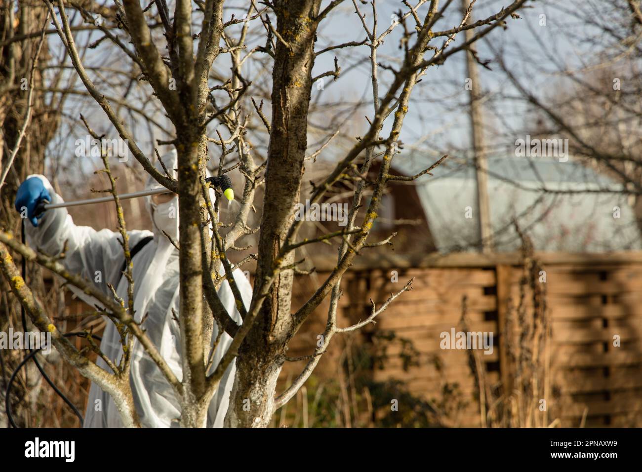 Using chemicals in the garden orchard gardener applying an insecticide ...