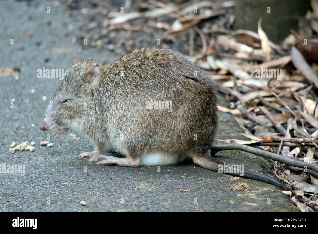 The long nosed potoroos have shorter tails and ears and pointier faces ...