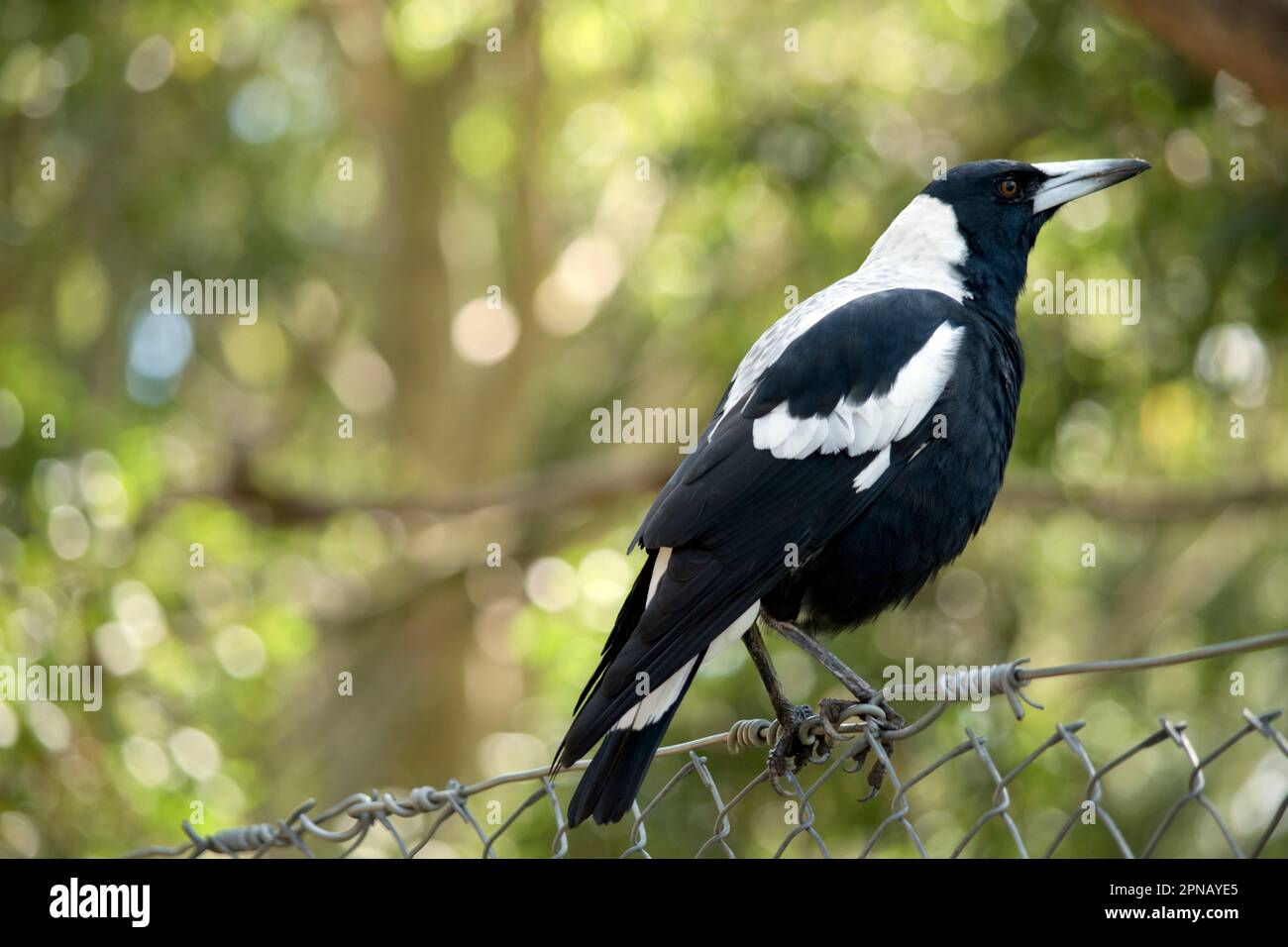 The magpie is a distinctive looking bird, with glossy black and ...