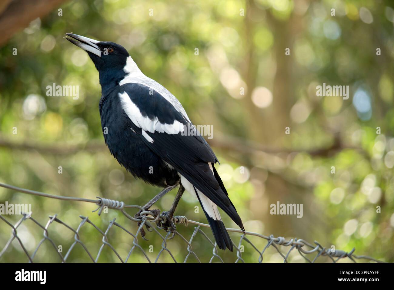 The magpie is a distinctive looking bird, with glossy black and ...