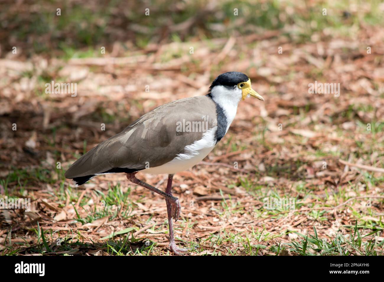 The Masked Lapwing is mainly white below, with brown wings and back and ...