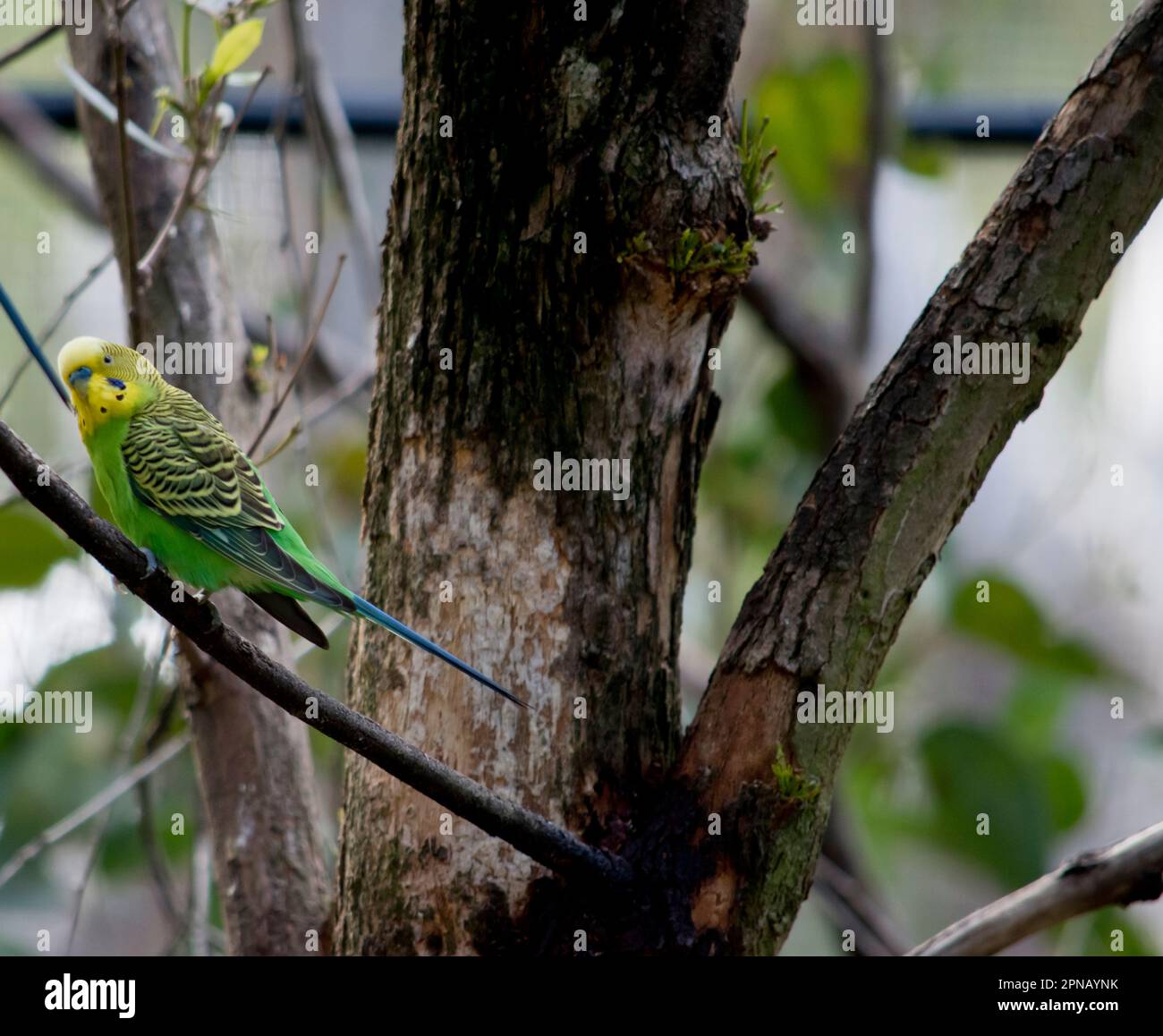 Parakeets are pale green with black bars on their backs, heads, and ...