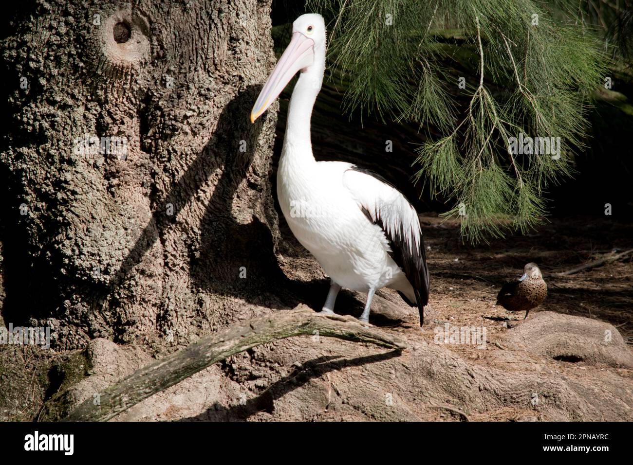 Australian pelicans are one of the largest flying birds. They have a ...