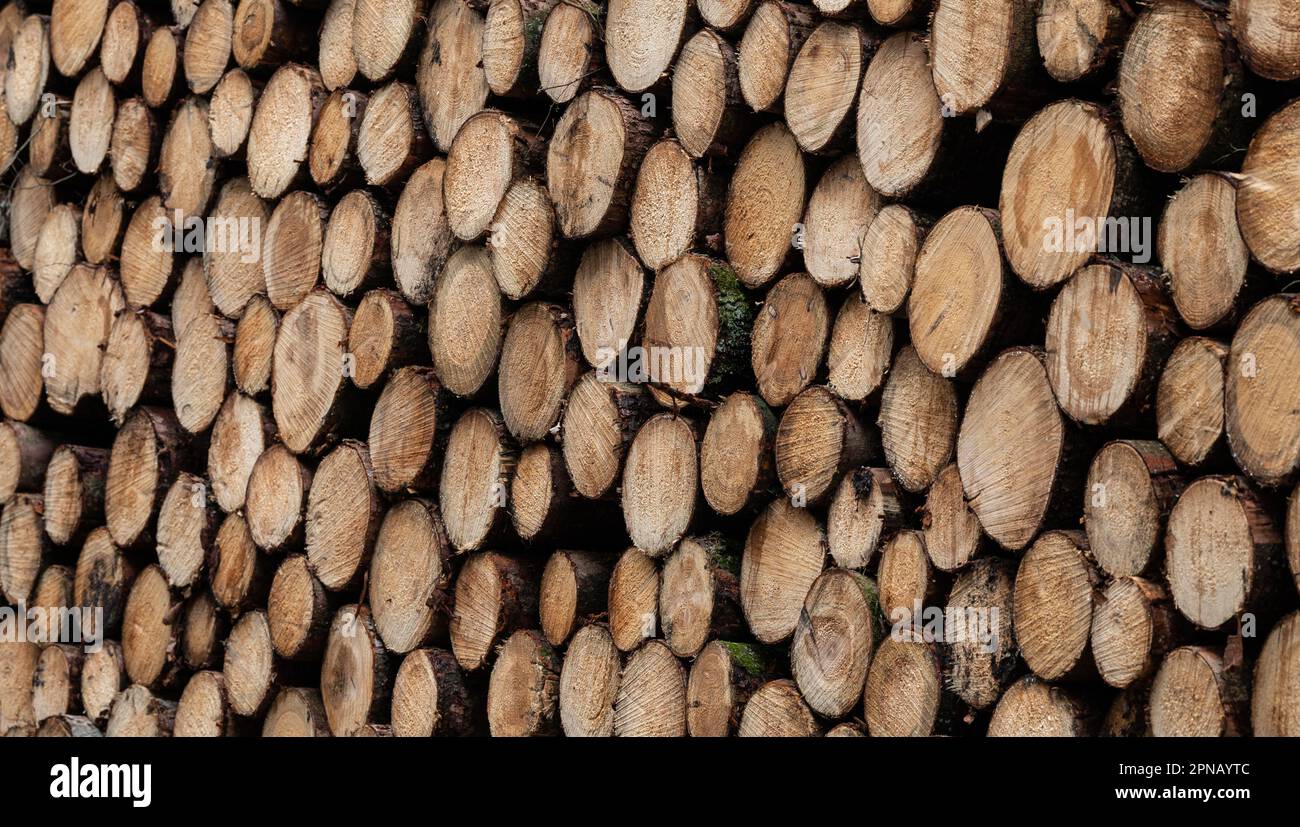 Path edge tree logs hi-res stock photography and images - Alamy