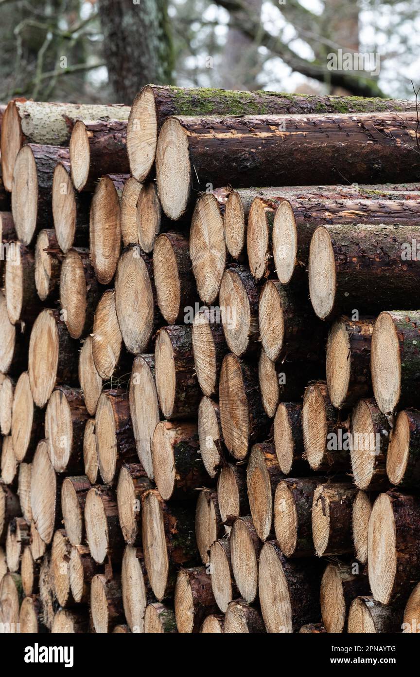 Path edge tree logs hi-res stock photography and images - Alamy