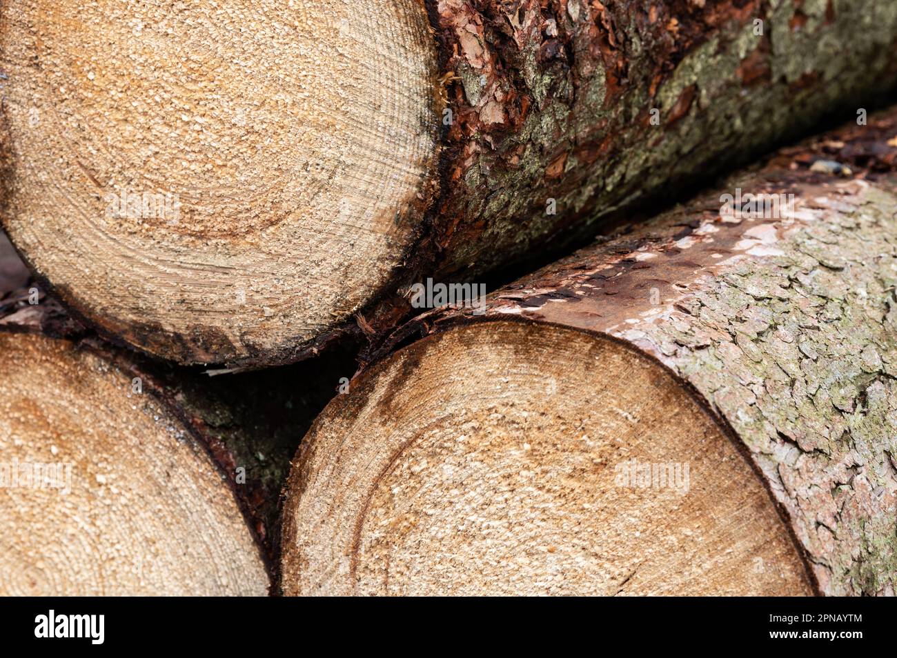 Path edge tree logs hi-res stock photography and images - Alamy