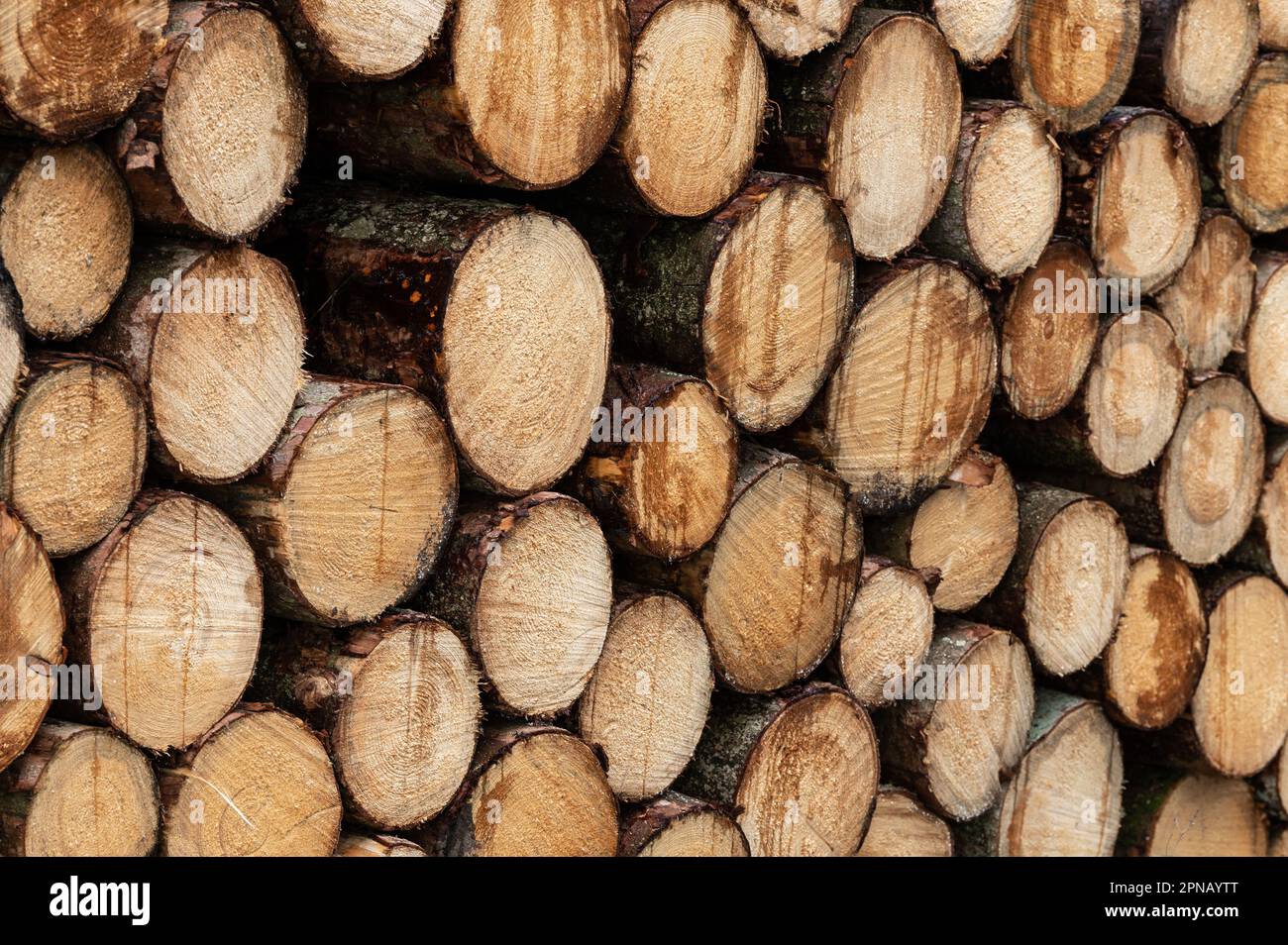 Path edge tree logs hi-res stock photography and images - Alamy