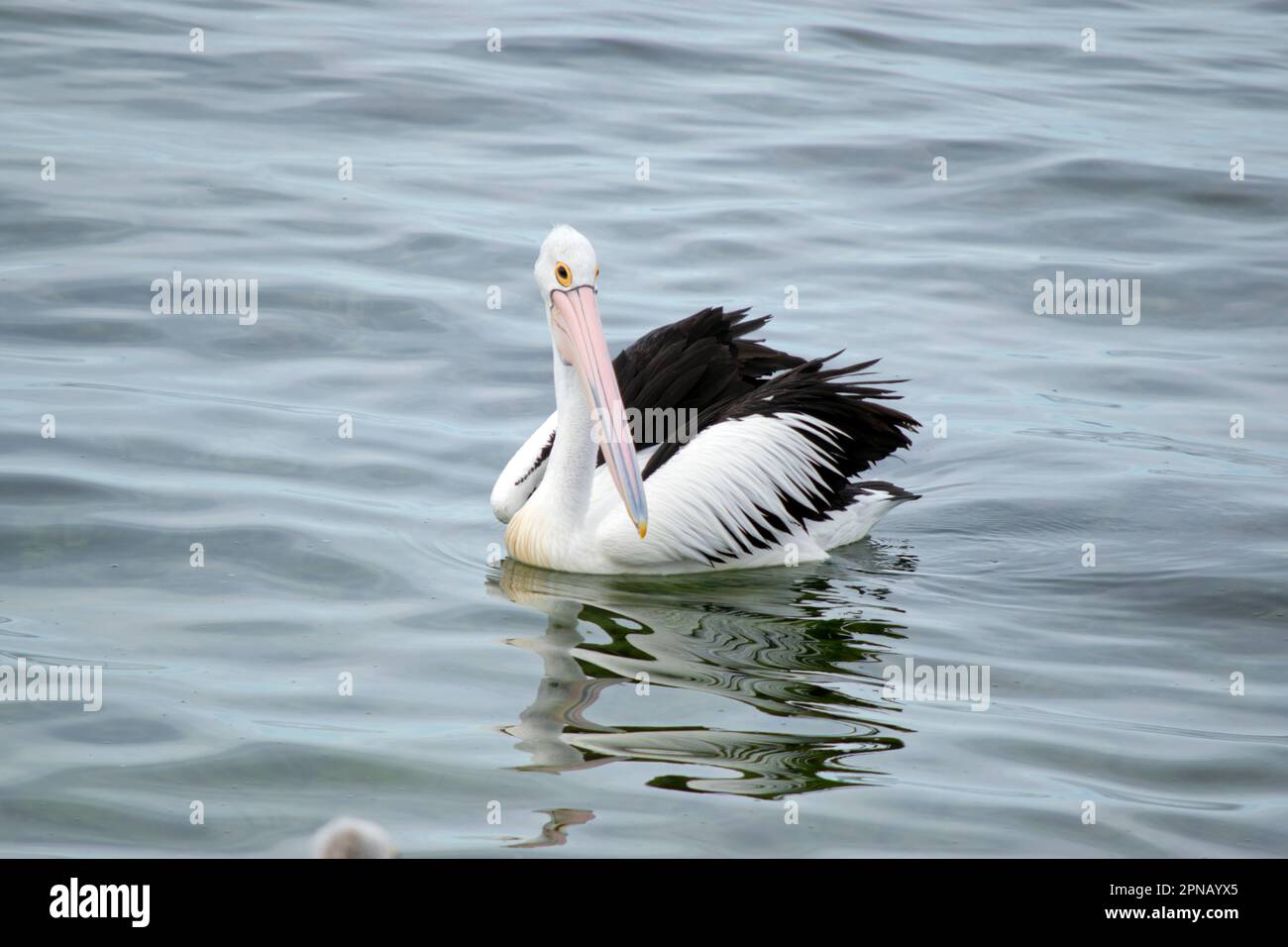 Australian pelicans are one of the largest flying birds. They have a ...