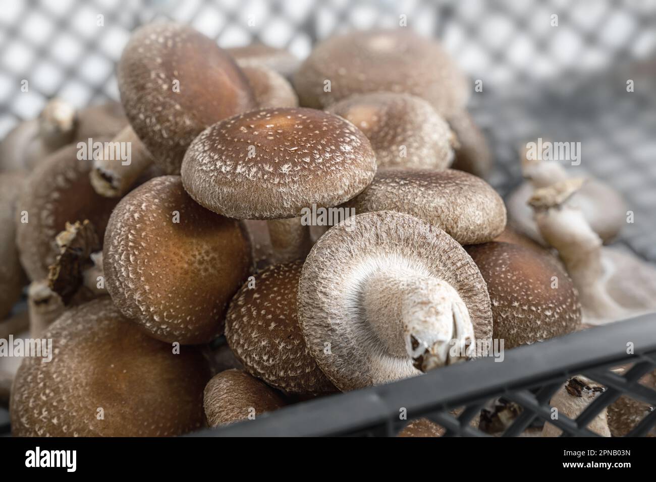 bunch of shiitake mushrooms for sale at the market. Shiitake is an ...