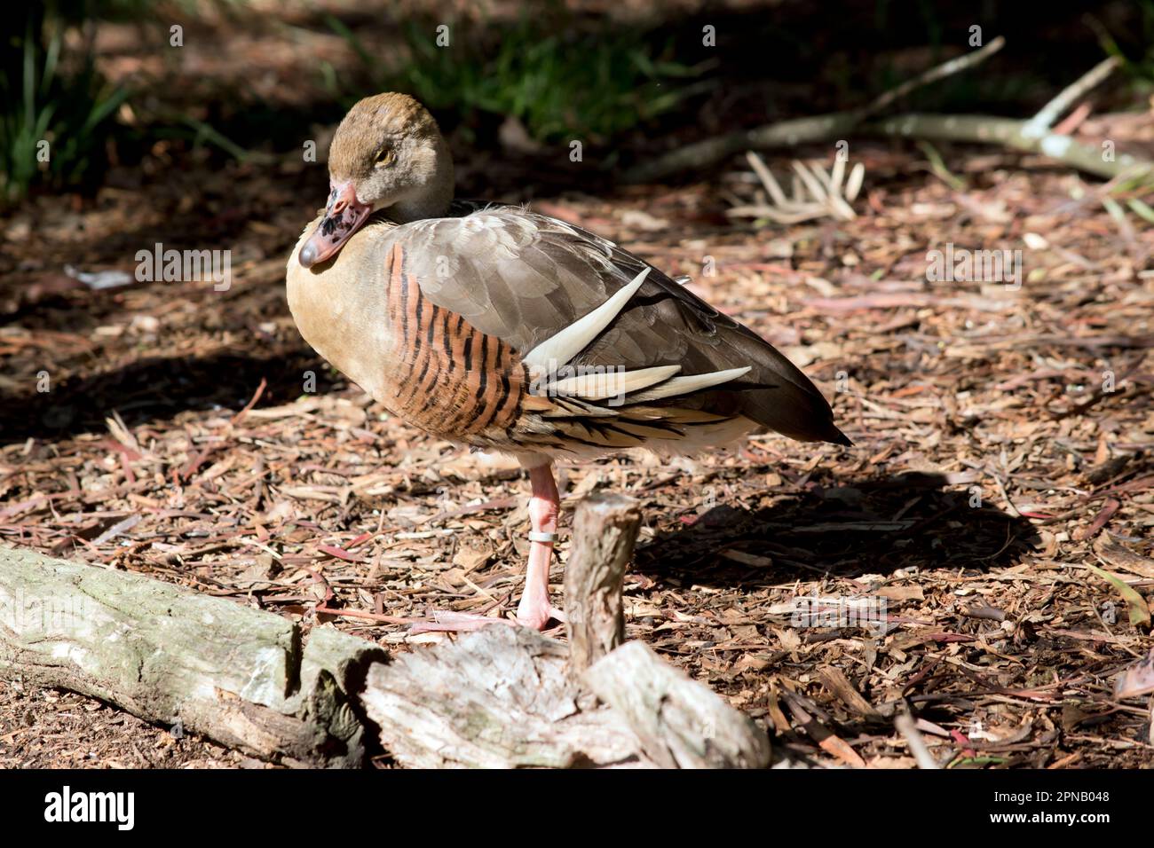 The plumed whistling duck's face and foreneck are light, the crown and ...