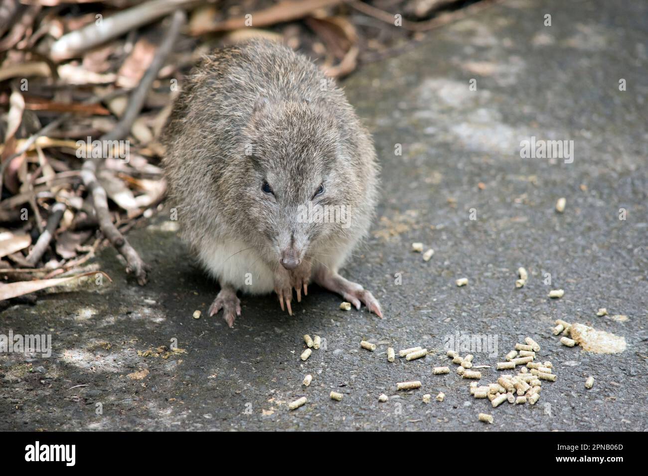 The long nosed potoroos have shorter tails and ears and pointier faces ...