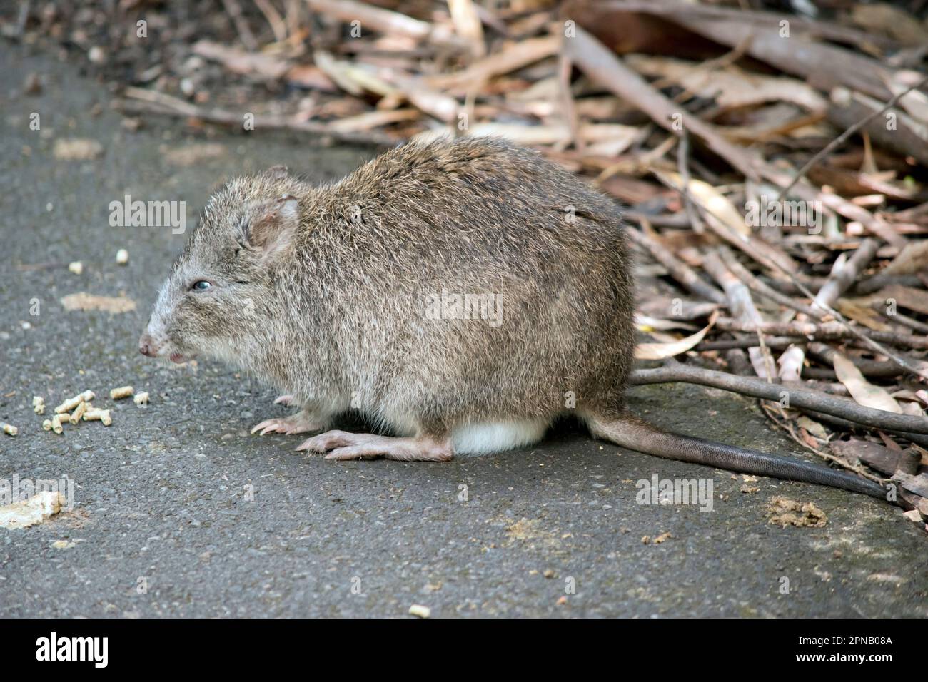 The long nosed potoroos have shorter tails and ears and pointier faces ...