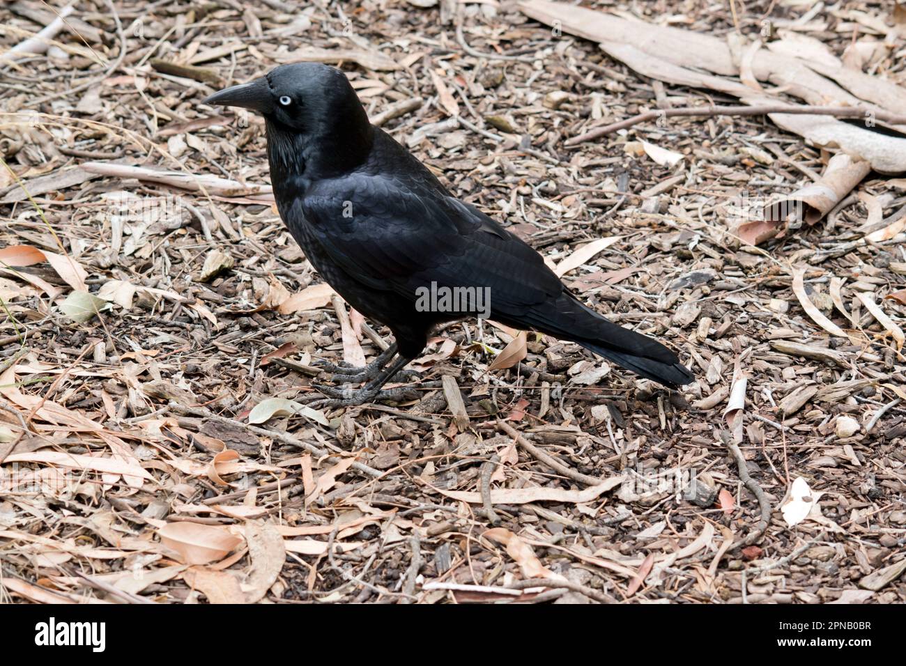 Australian Ravens are black with white eyes in adults. The feathers on ...