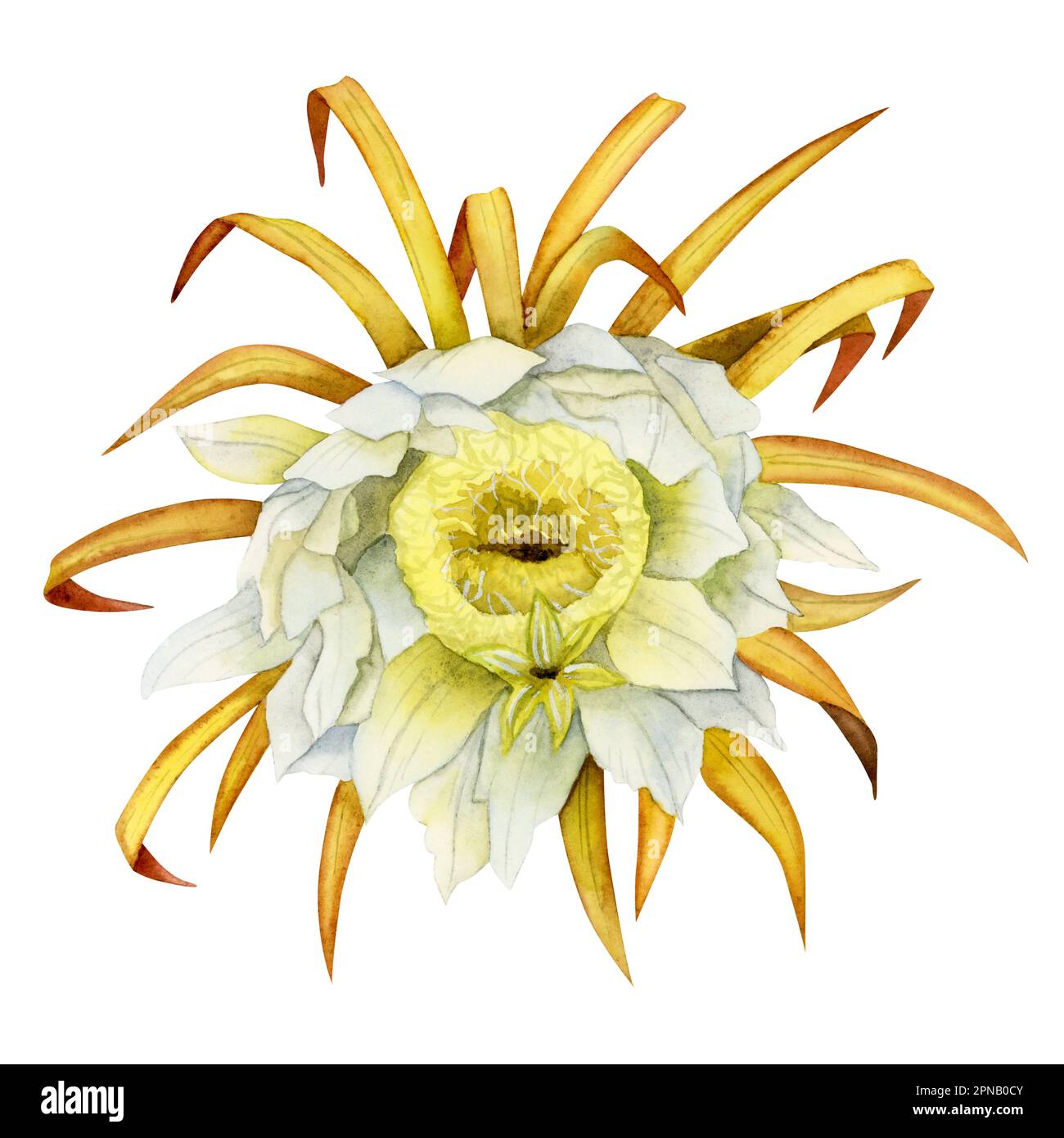 Watercolor dragon fruit flower botanical illustration. Pitaya, pitahaya ...