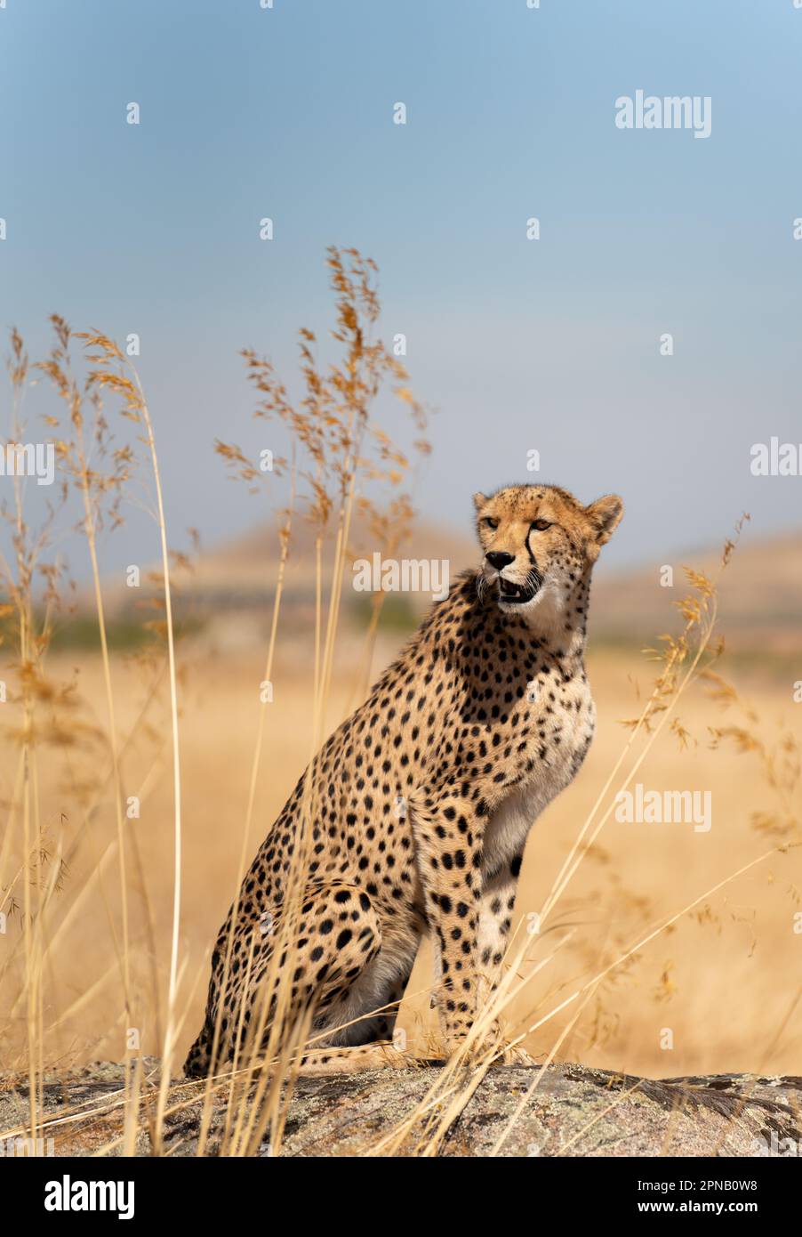 Cheetah on top of the rock looking for preys Stock Photo - Alamy