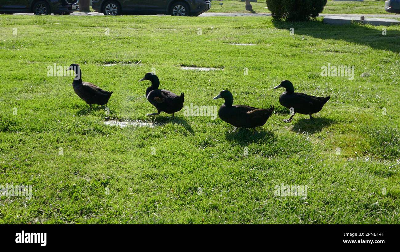 Los Angeles, California, USA 16th April 2023 Black Ducks in Garden of ...