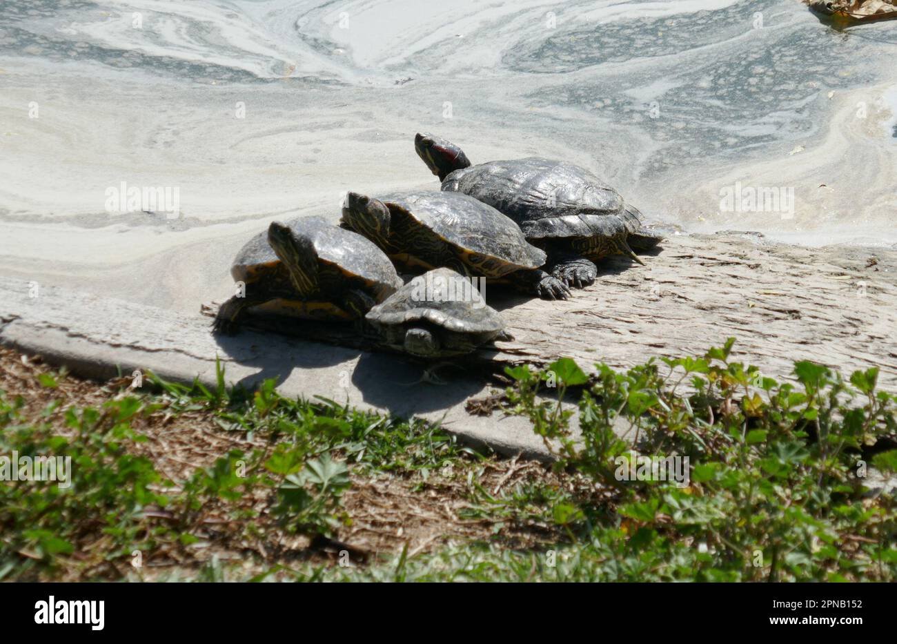 Los Angeles, California, USA 16th April 2023 Turtles Sun Basking at ...