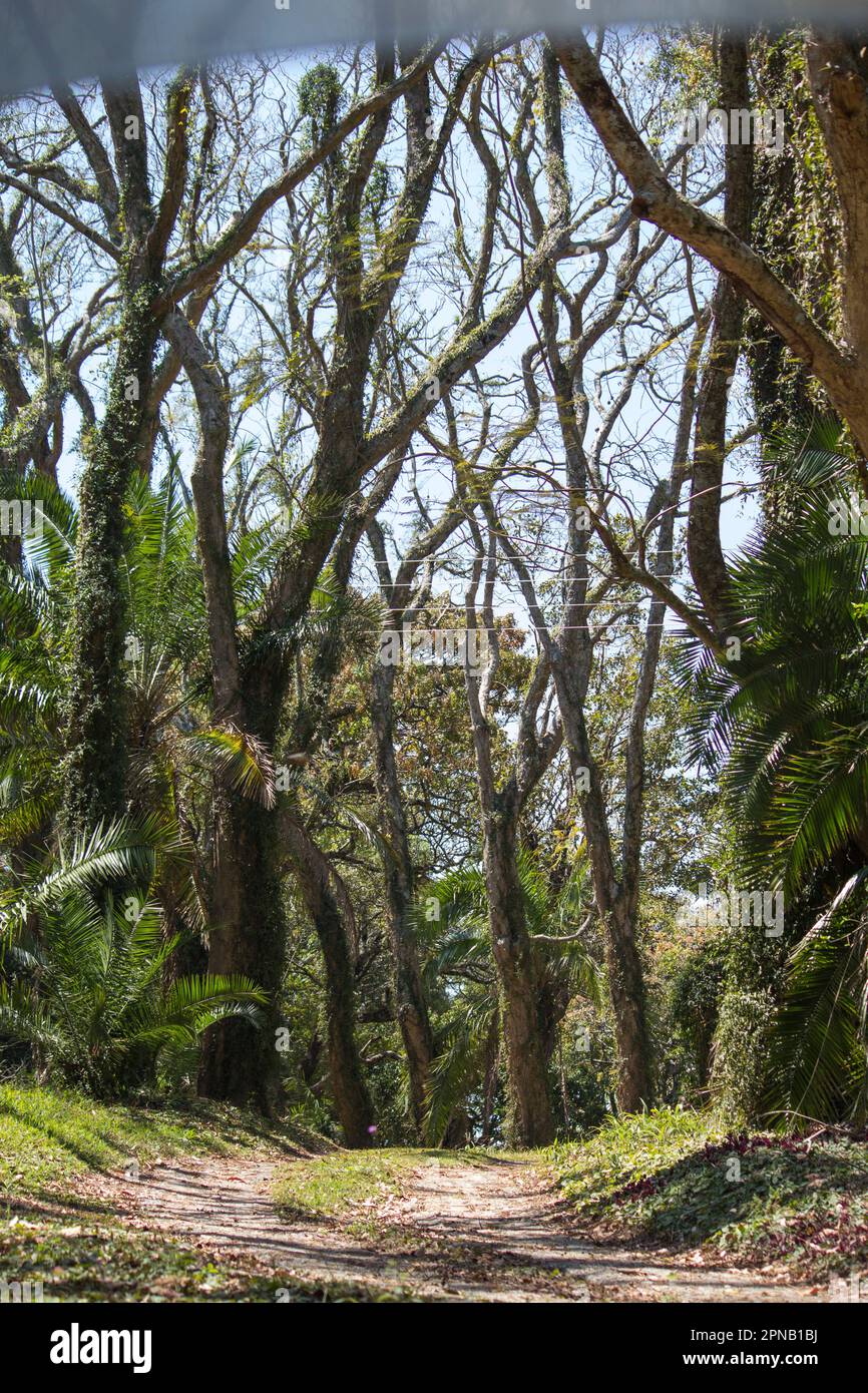 Vumba mountains hi-res stock photography and images - Alamy
