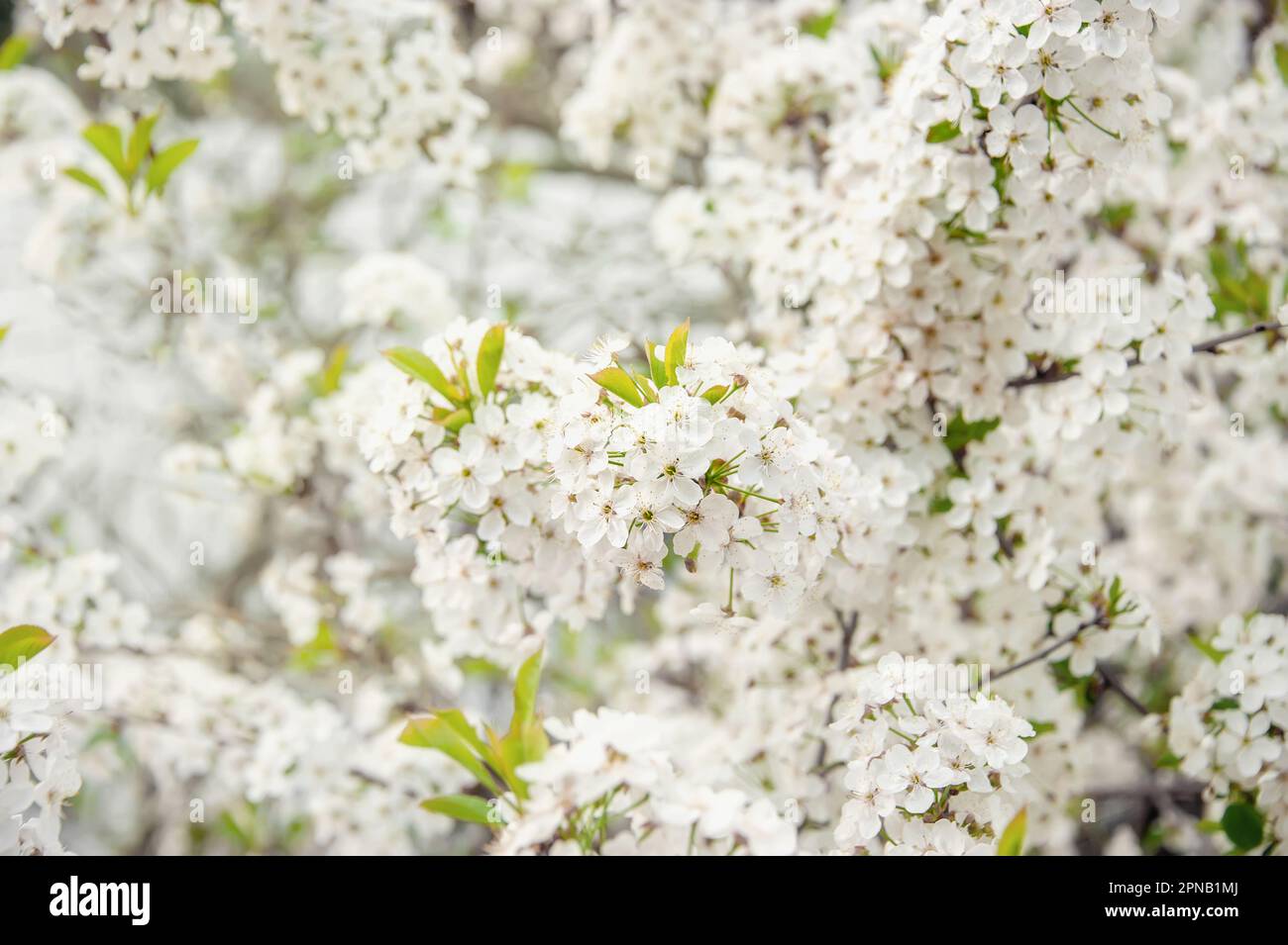 blooming garden. Branches of cherry blossoms in the spring garden ...