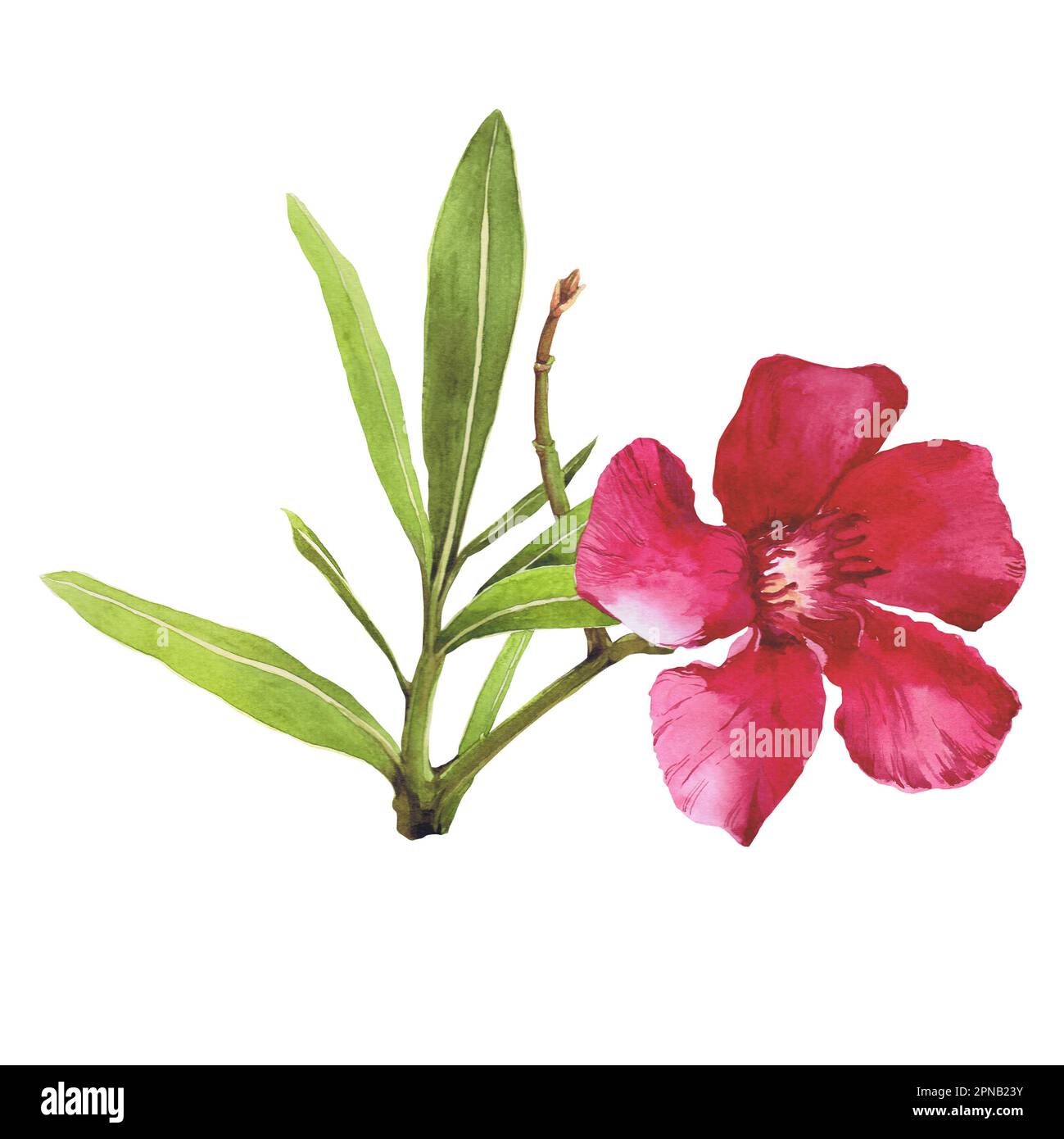 Watercolor illustration of Oleander. Set with flowers and leaves. Hand ...
