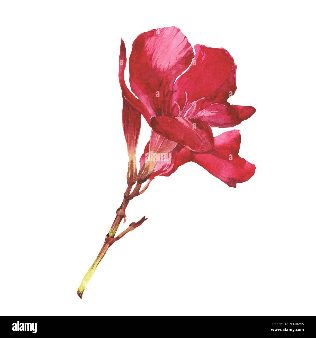 Watercolor illustration of Oleander. Set with flowers and leaves. Hand ...