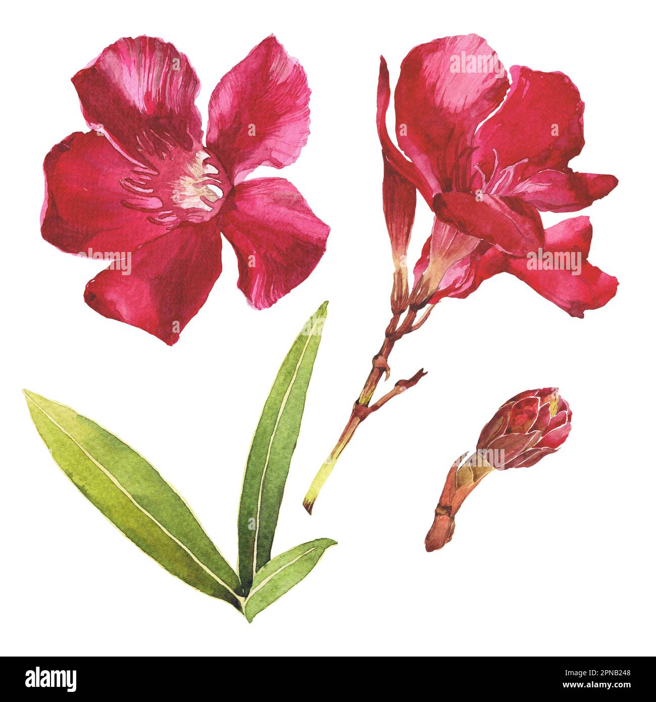Watercolor illustration of Oleander. Set with flowers and leaves. Hand ...