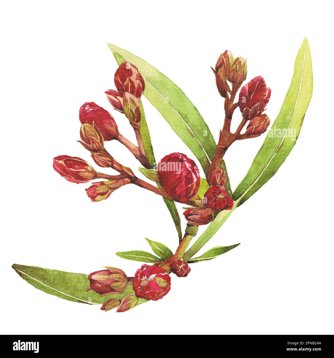 Watercolor illustration of Oleander. Set with flowers and leaves. Hand ...