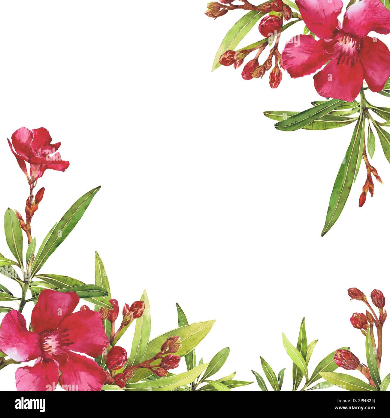 Watercolor illustration of Oleander. Set with flowers and leaves. Hand ...