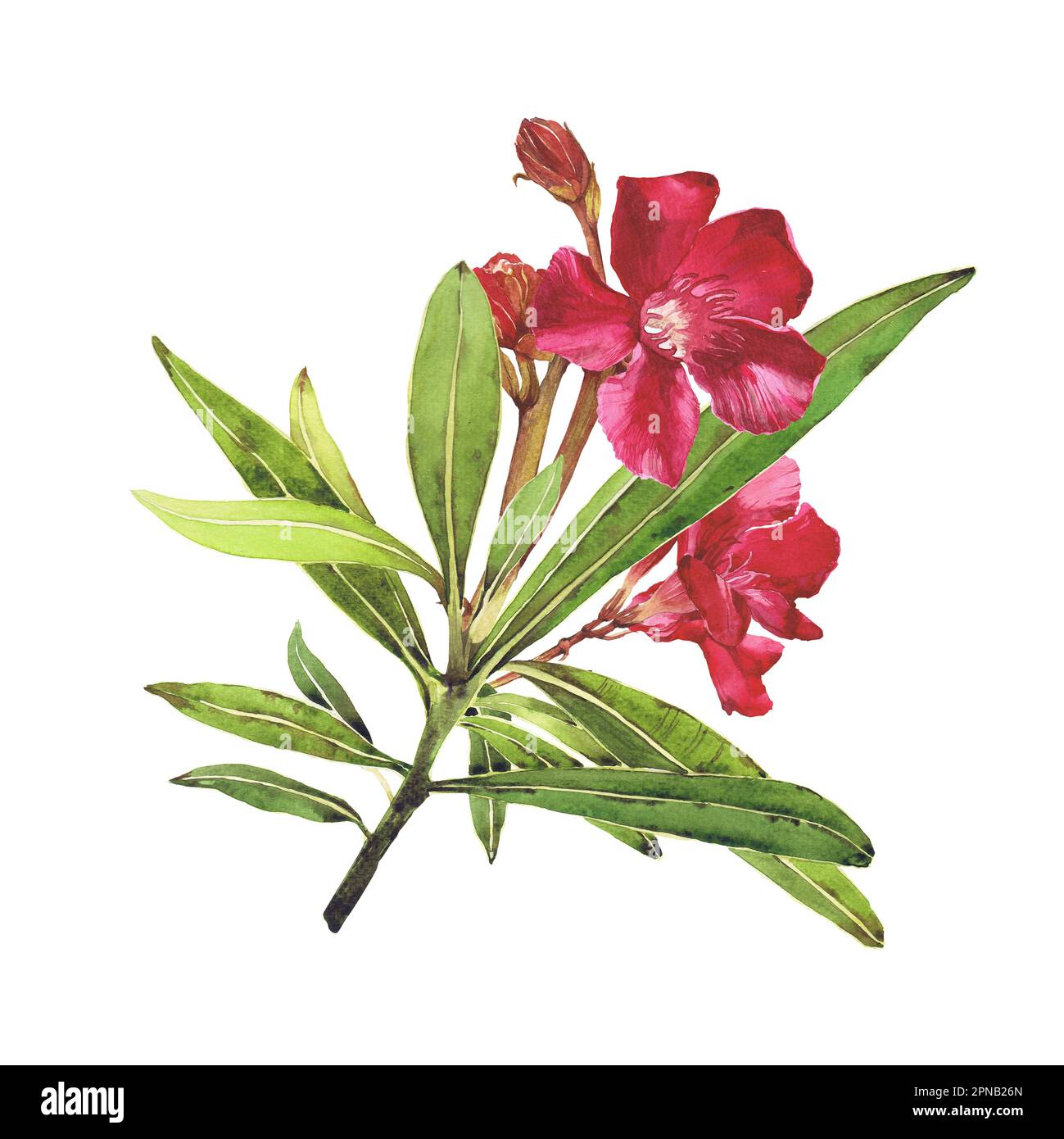 Watercolor illustration of Oleander. Set with flowers and leaves. Hand ...