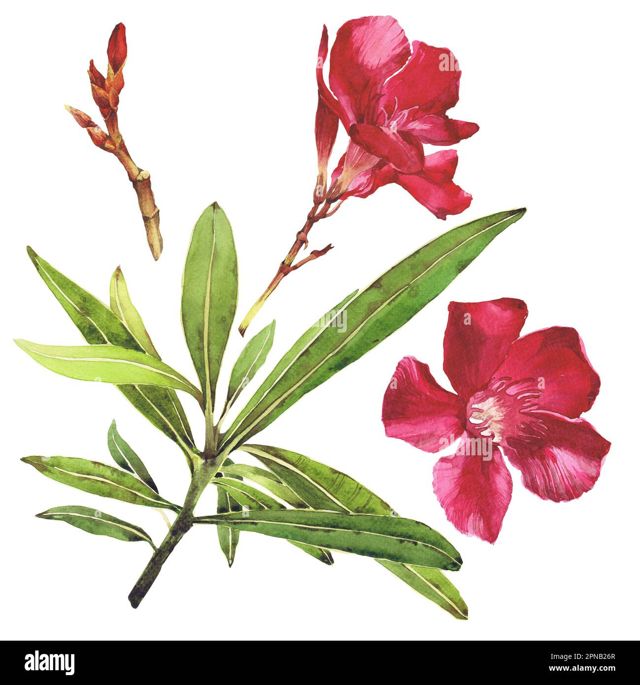 Watercolor illustration of Oleander. Set with flowers and leaves. Hand ...