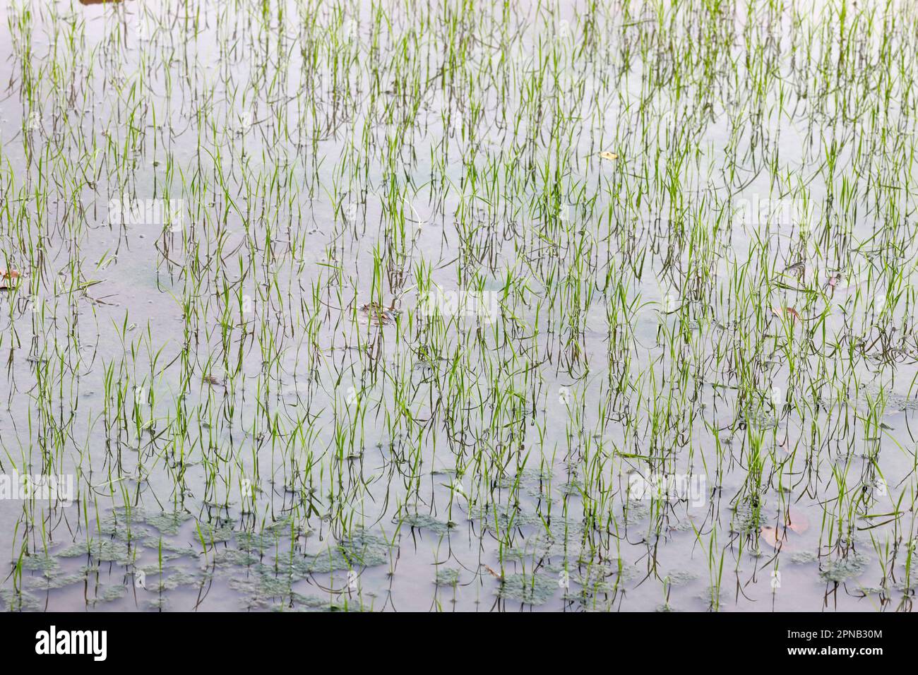 young rice plants are just emerging in the flooded fields. Tan Chau ...
