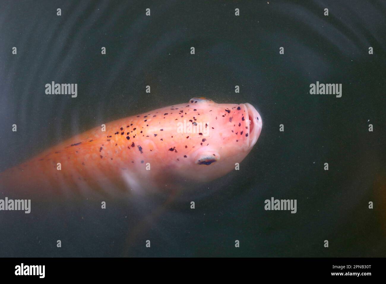 Asian carp (Koi Fish) swim in water pond. Chau Doc. Vietnam Stock Photo ...