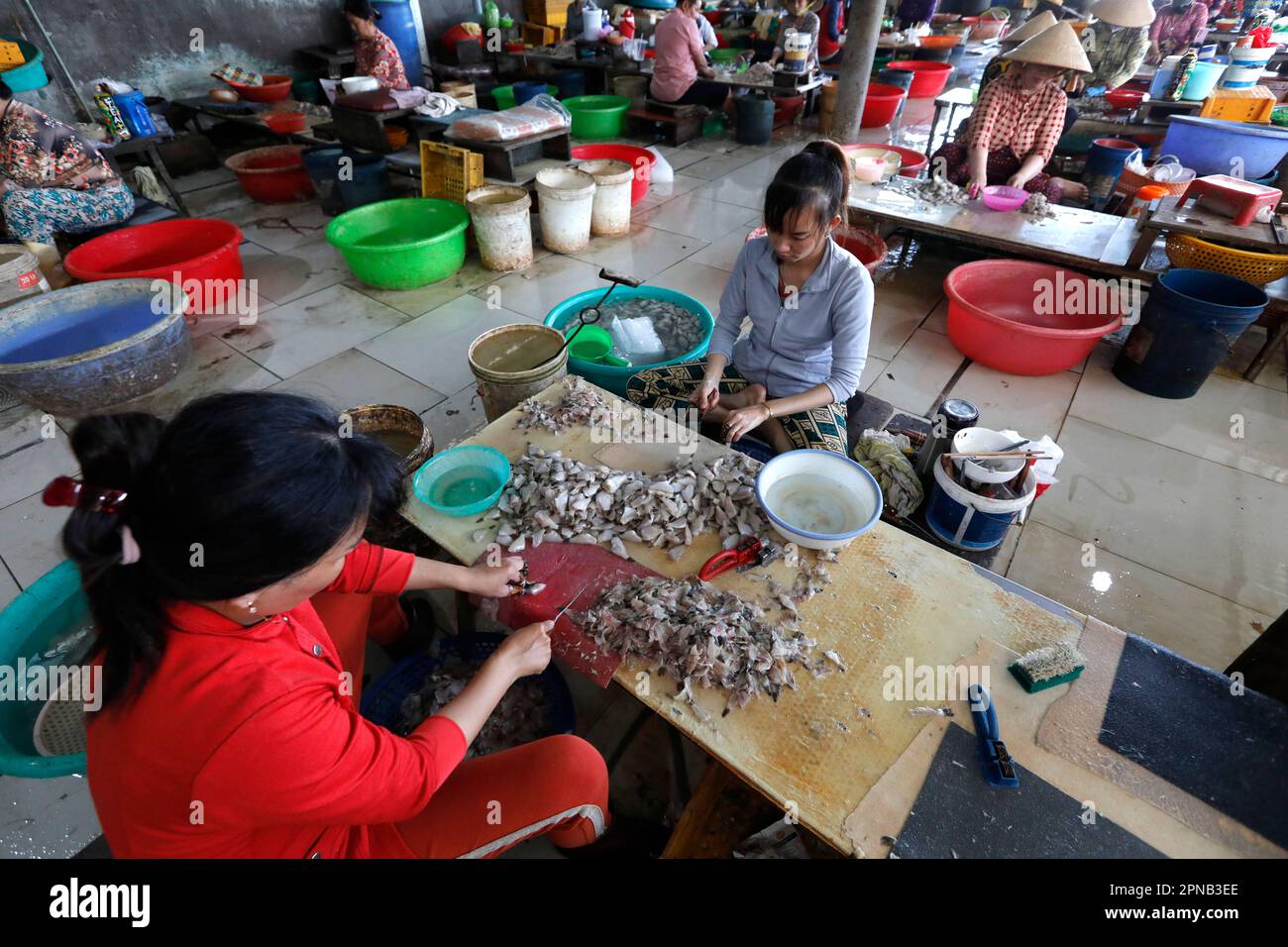 Woman at work in a small fish factory. Preparation of fish fillets ...