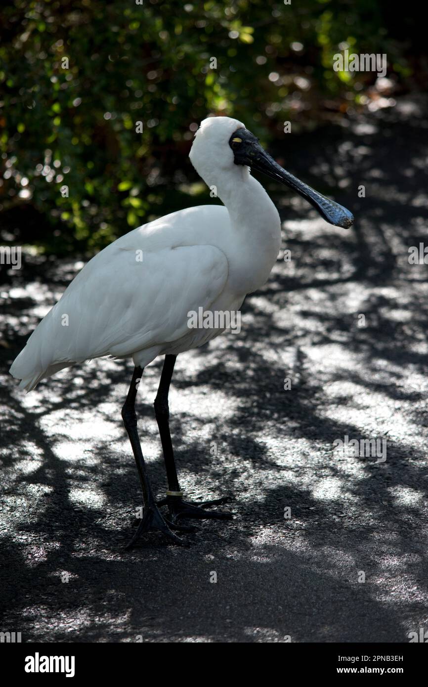 the royal spoonbill is a large white sea bird with a black bill that ...