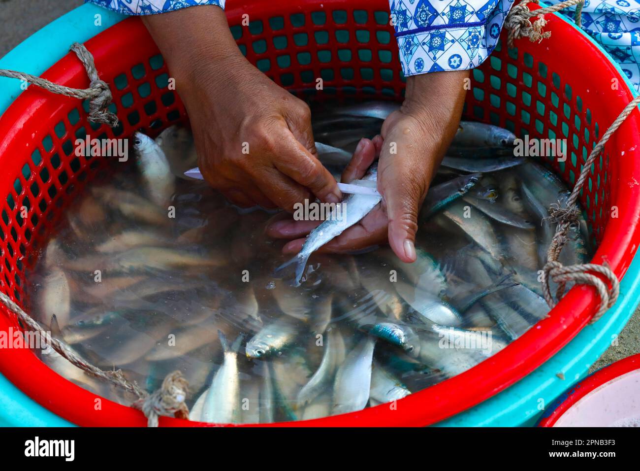 Woman at work in a small fish factory. Preparation of fish fillets ...