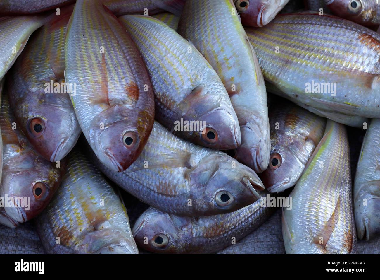 Fresh fish for sale at market. Vung Tau. Vietnam Stock Photo - Alamy