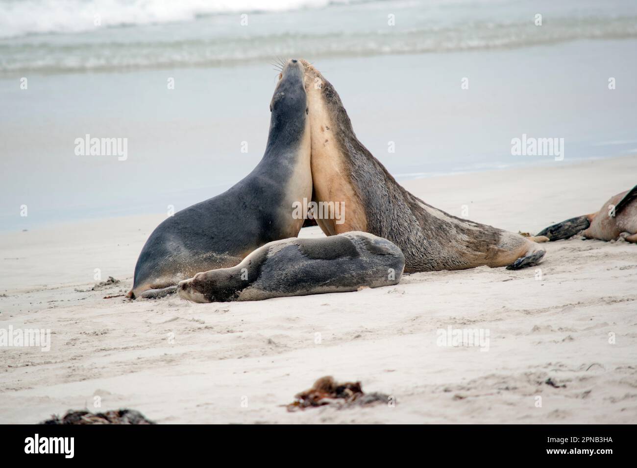 Sea lions are characterized by external ear flaps, long fore flippers ...