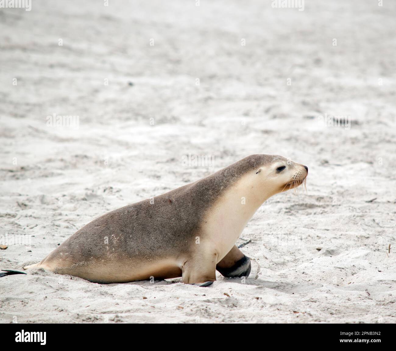 Sea lions are characterized by external ear flaps, long fore flippers ...