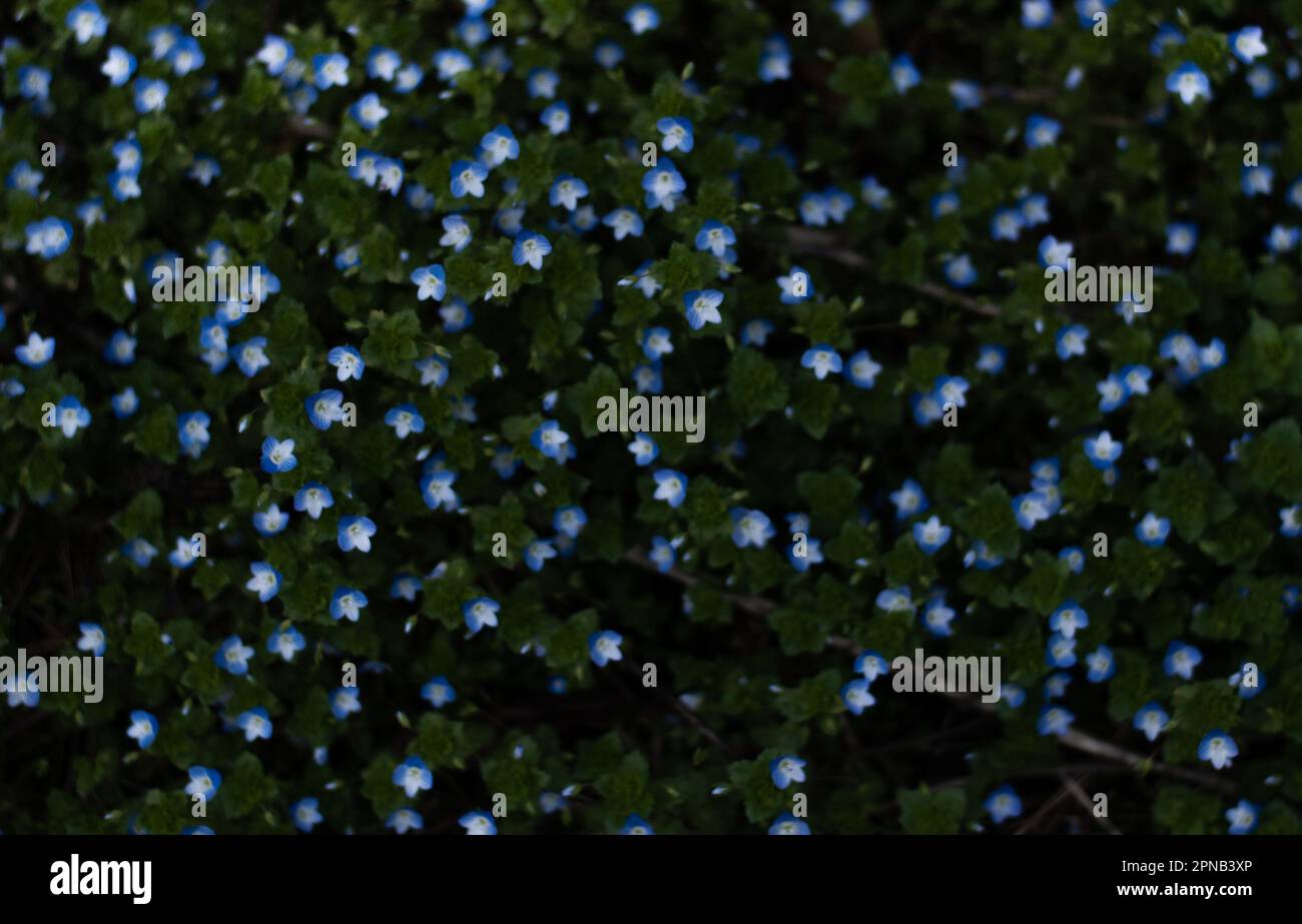 Blue flowers natural hi-res stock photography and images - Alamy