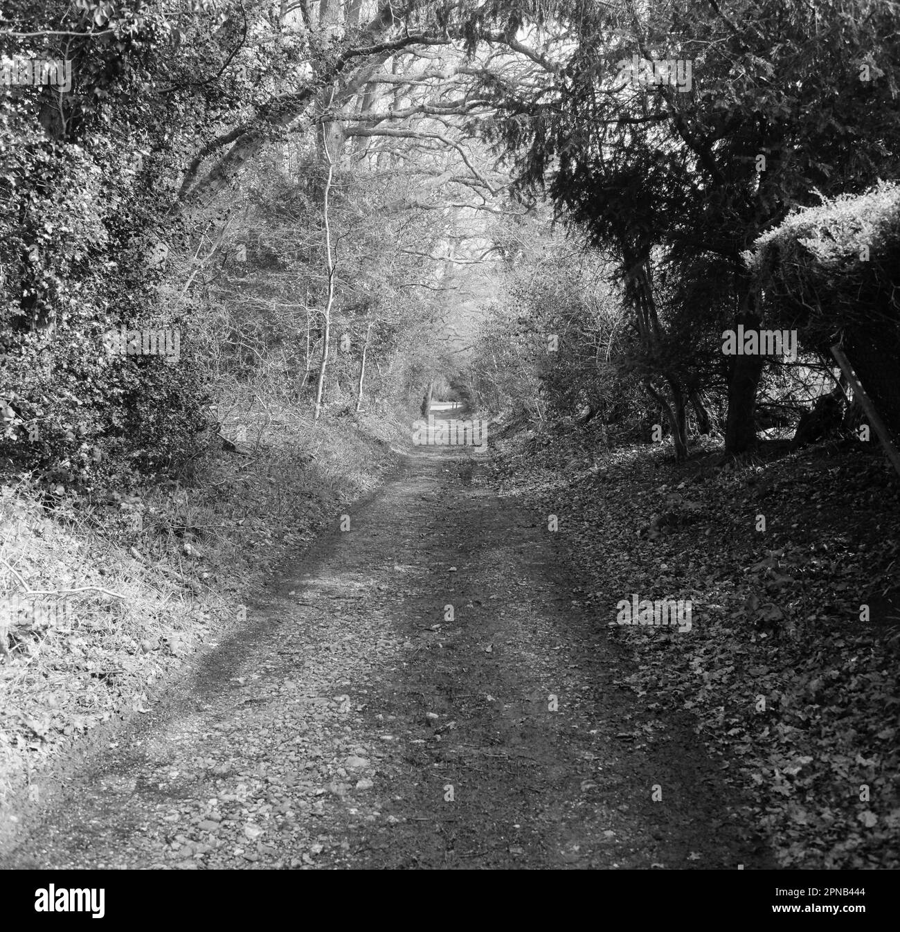 The Knapp, Medstead, Hampshire, England, United Kingdom Stock Photo - Alamy