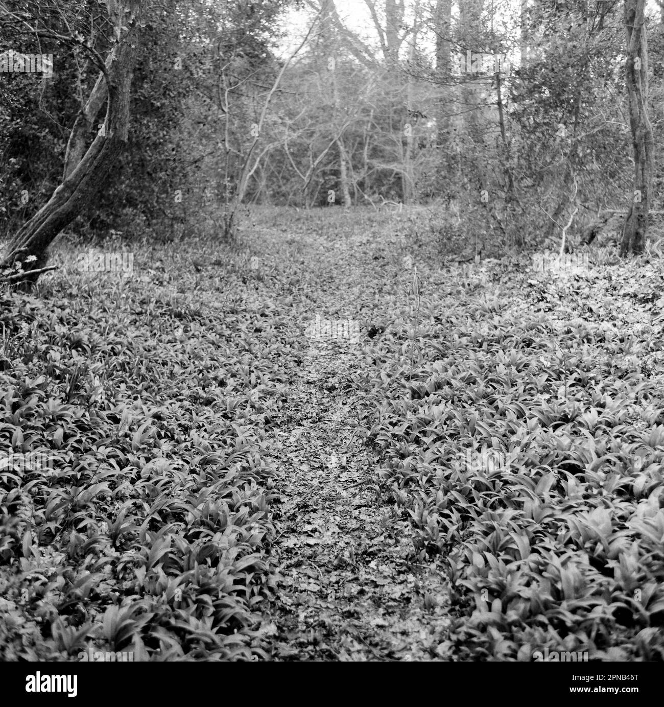 Wild Garlic, Medstead, Hampshire, England, United Kingdom Stock Photo ...