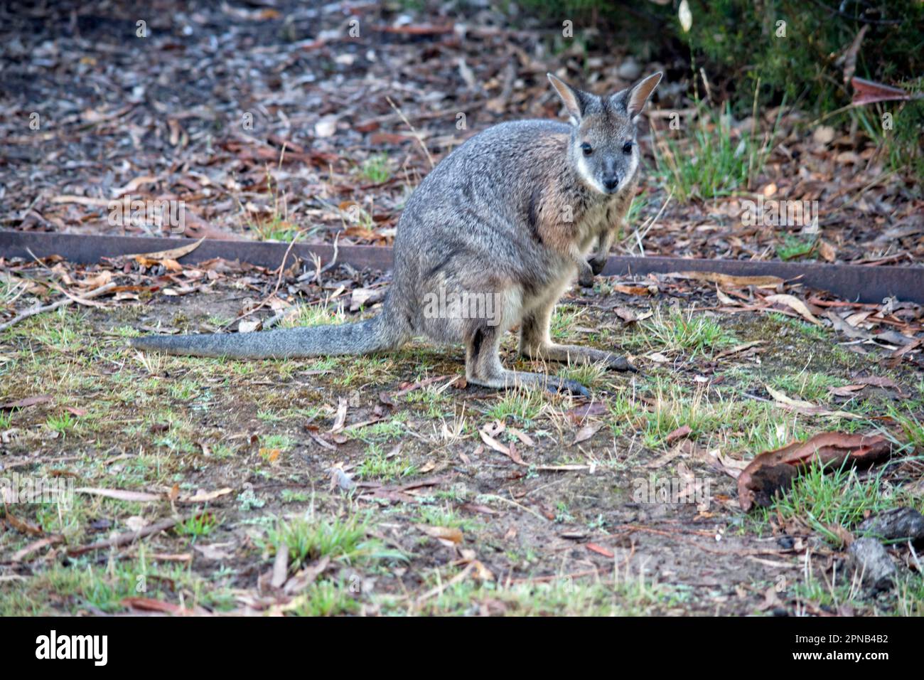 the tammar wallaby has dark greyish upperparts with a paler underside ...