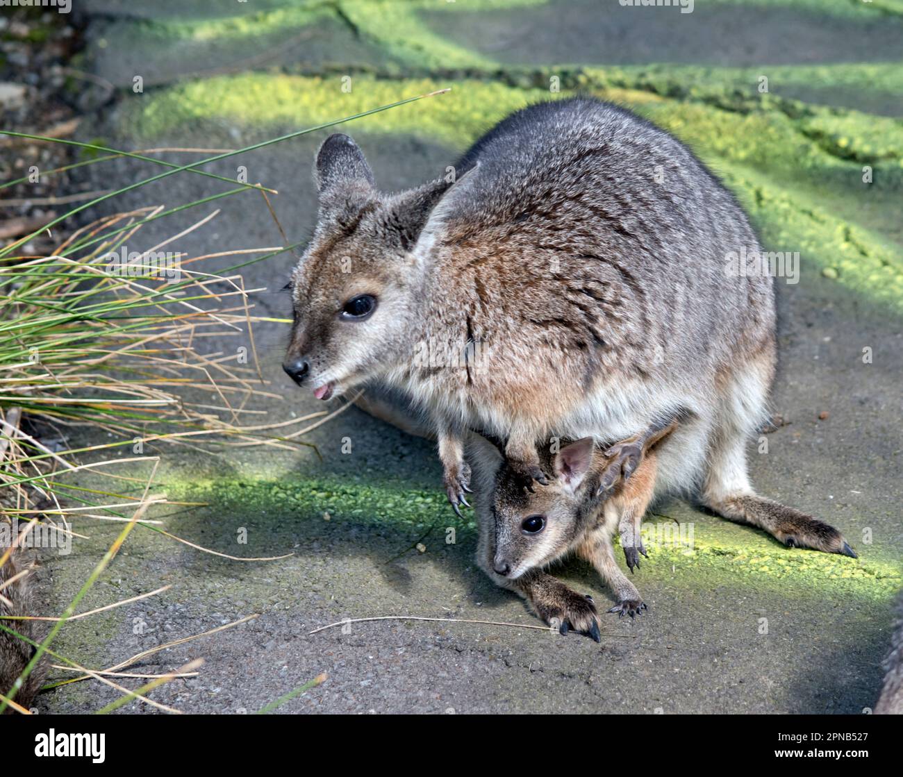 the tammar wallaby is a small marsupial with a grey coat and tan arms ...