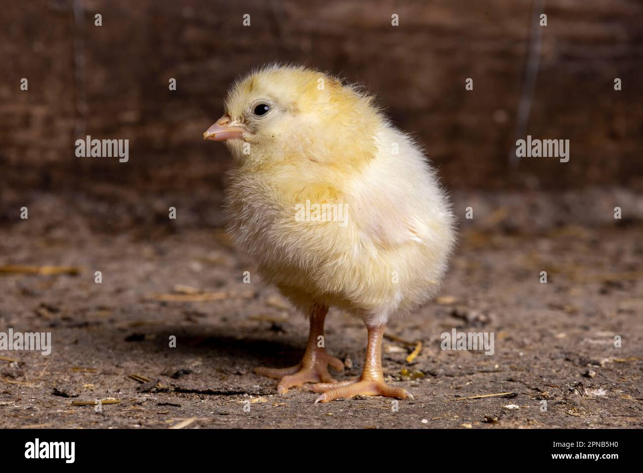 Little chickens at a poultry farm Stock Photo - Alamy