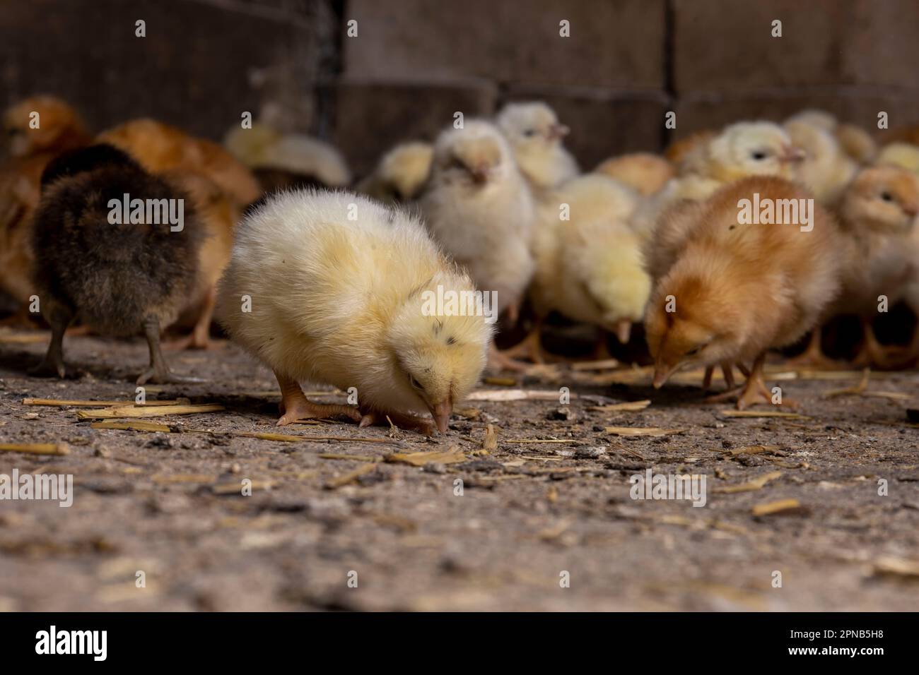 Little chickens at a poultry farm Stock Photo - Alamy