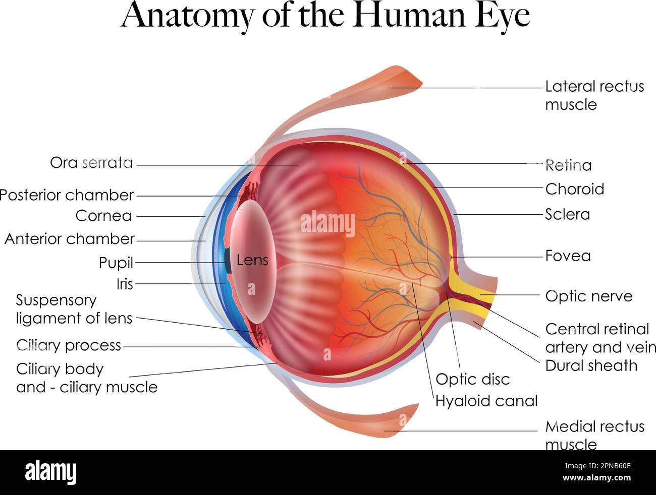 Structure And Functions Of Human Eye With Labelled Diagram Human Eye